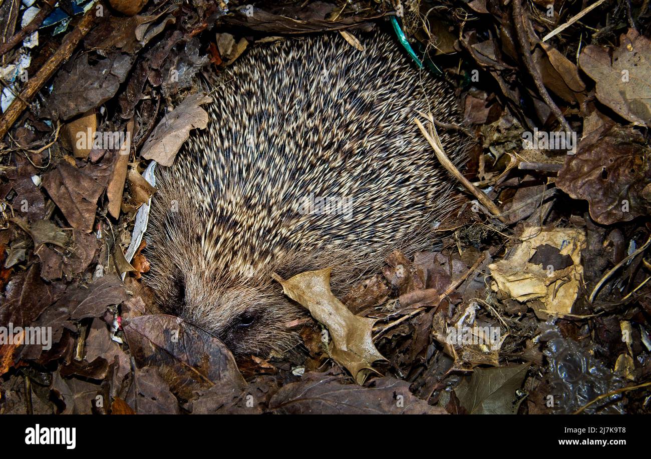Hibernating hedgehog hi-res stock photography and images - Alamy