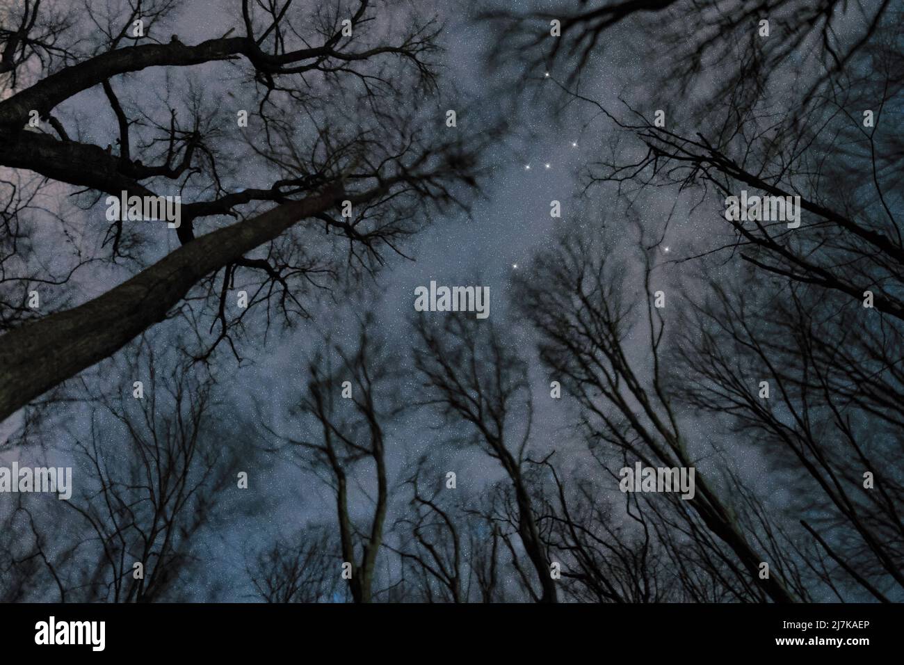 Hydrus Constellation Symbol