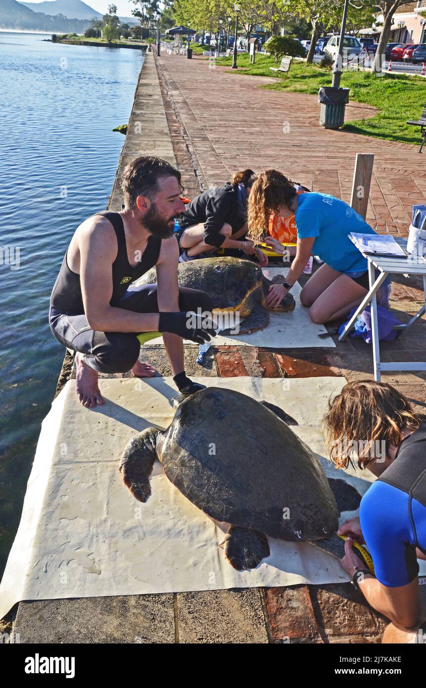Volunteers from Wildlife Sense collect data from a recently captured ...