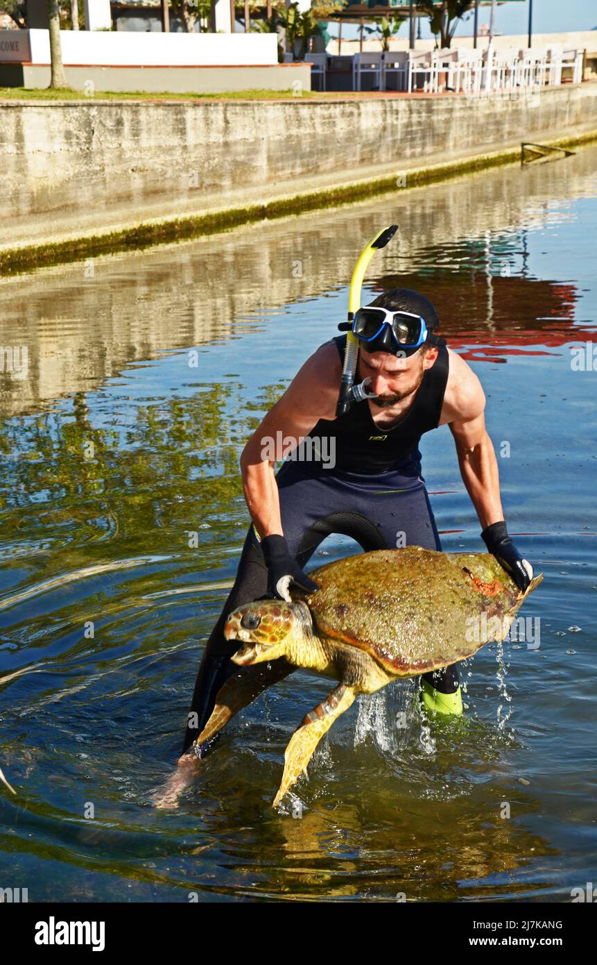 A volunteer from Wildlife Sense carries a recently captured loggerhead ...