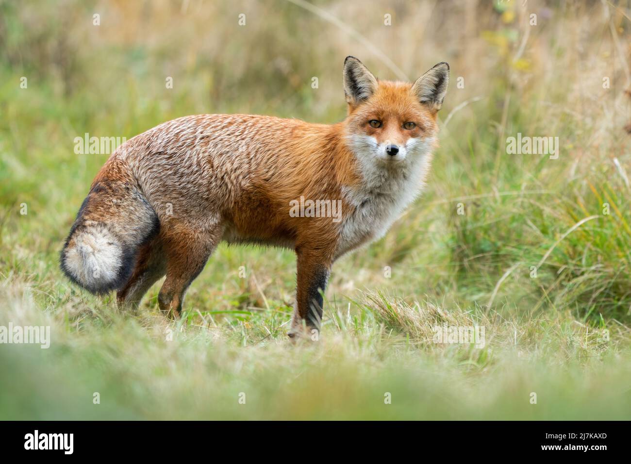 Adult red fox with furry tail standing on a meadow in autumn nature Stock Photo - Alamy