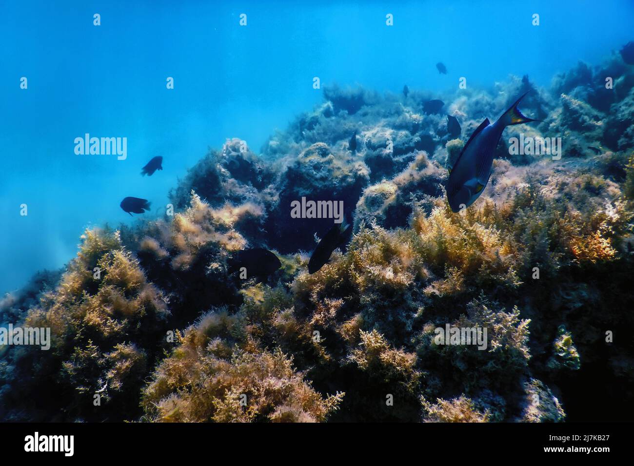 Underwater landscape reef with algae, Blue underwater background Stock ...