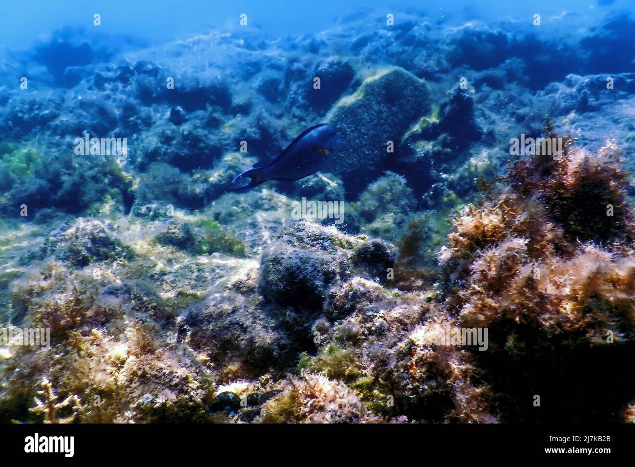 Underwater landscape reef with algae, Blue underwater background Stock ...