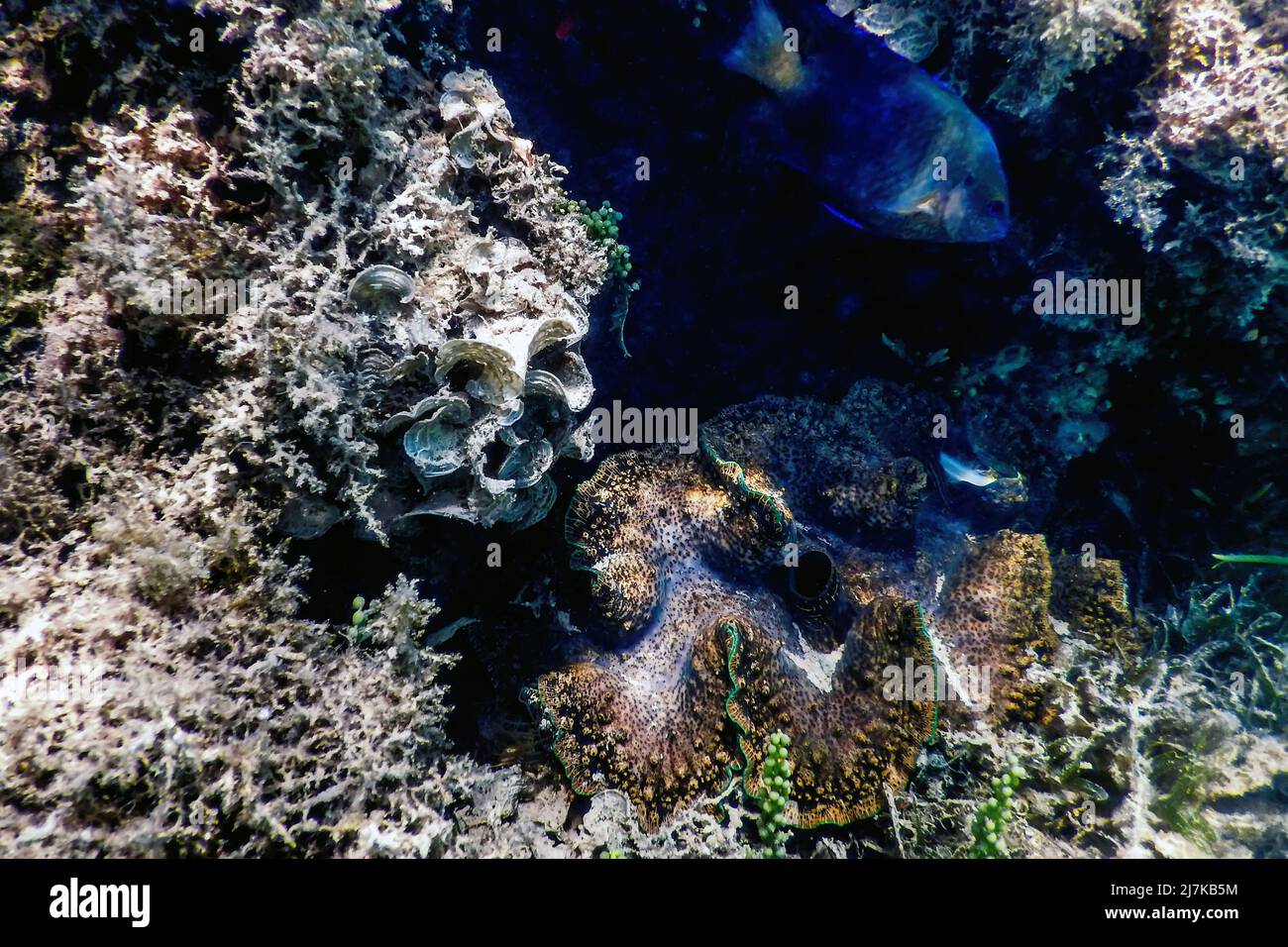 Maxima clam (Tridacna maxima) Underwater, Marine life Stock Photo - Alamy