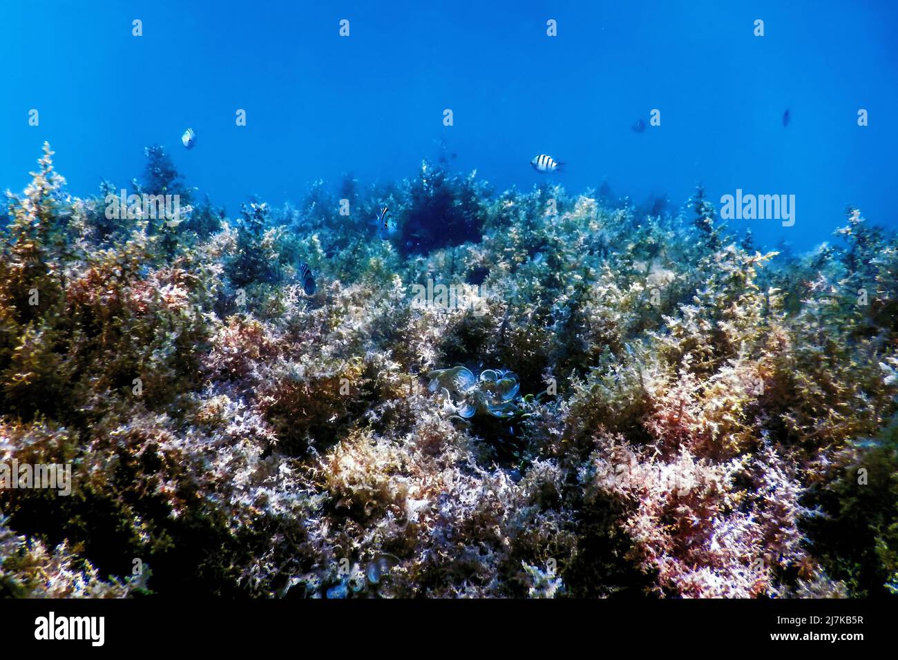 Seaweed, Seaweed Underwater, Seaweed Shallow Water near surface Stock ...