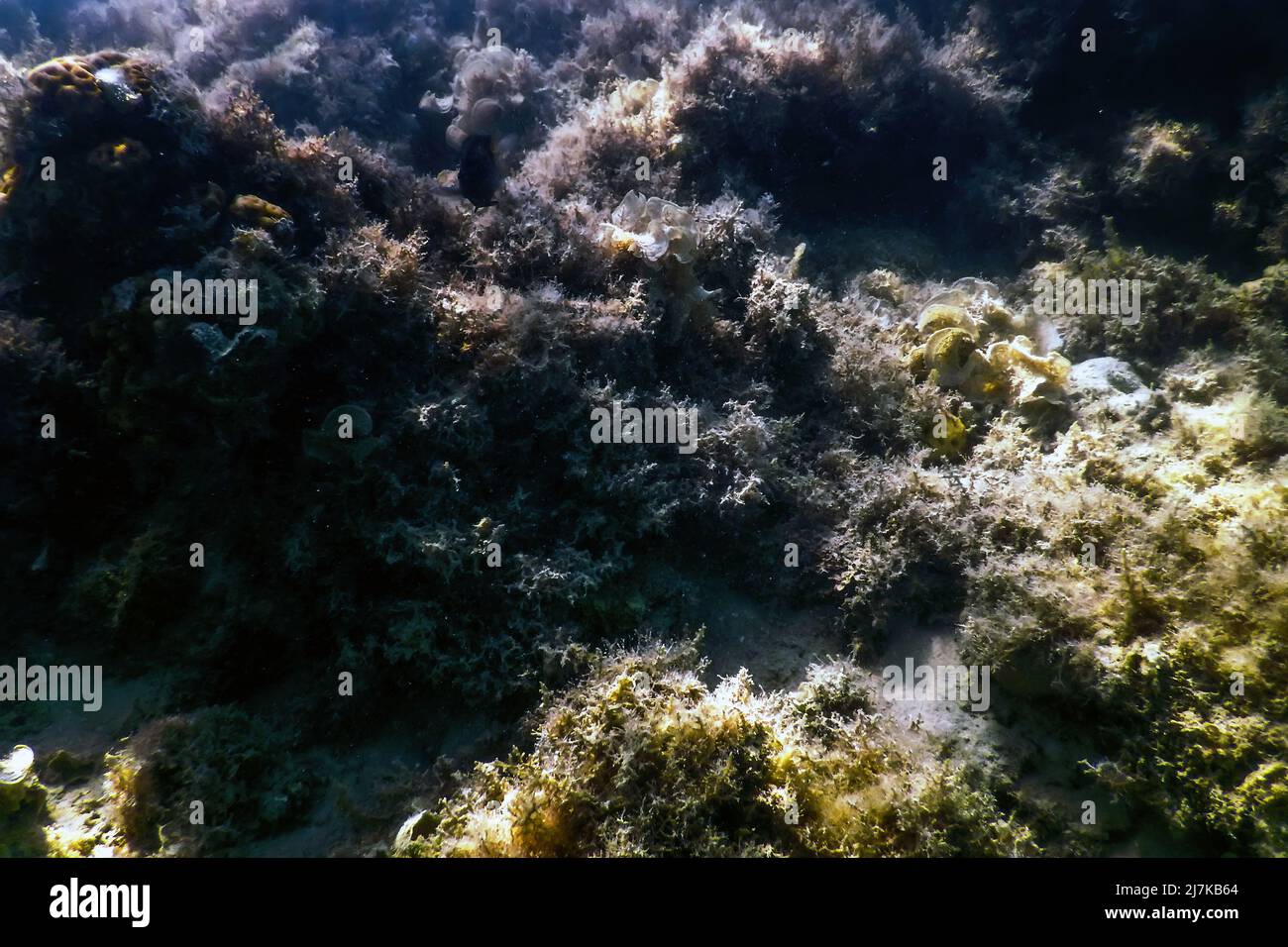 Seaweed, Seaweed Underwater, Seaweed Shallow Water near surface Stock ...