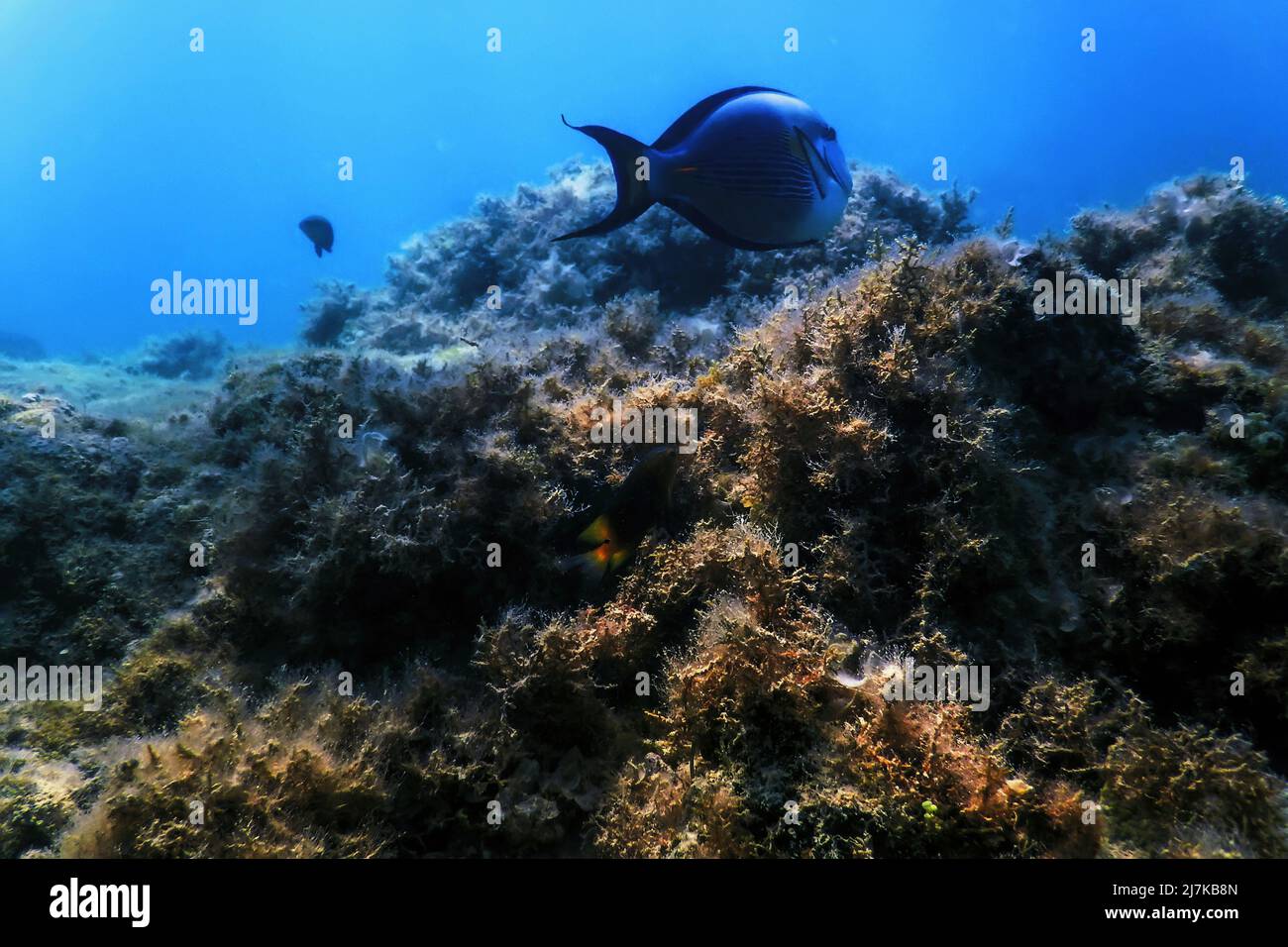 The Sohal Surgeonfish, sohal tang (Acanthurus sohal) Marine life Stock ...