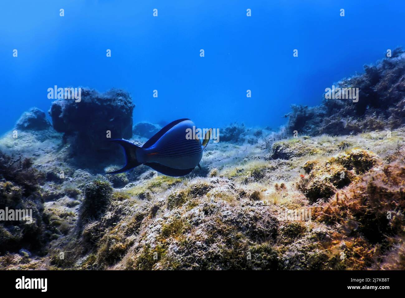 The Sohal Surgeonfish, sohal tang (Acanthurus sohal) Marine life Stock ...