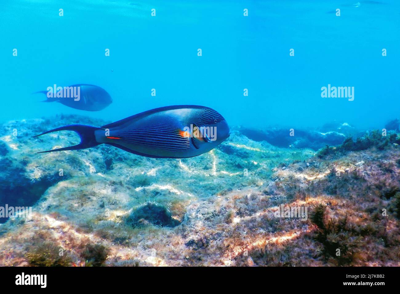 The Sohal Surgeonfish, sohal tang (Acanthurus sohal) Marine life Stock ...
