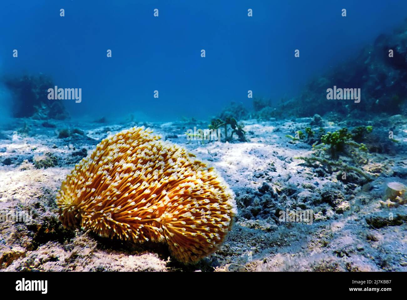 Polyps of the coral, Underwater landscape reef, Blue underwater ...