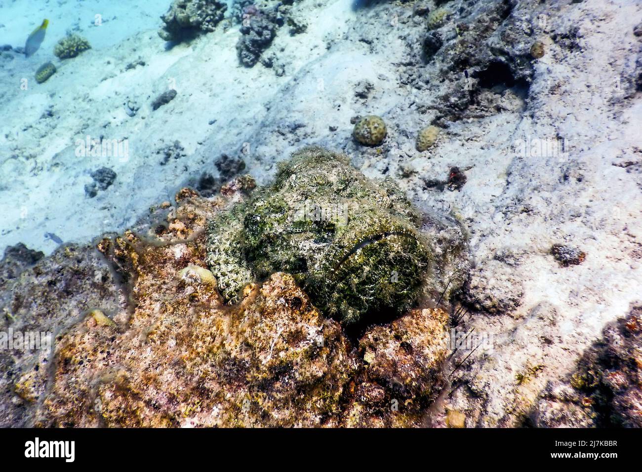 Stonefish (Synanceia verrucosa) Reef stonefish, Tropical waters, Marine ...