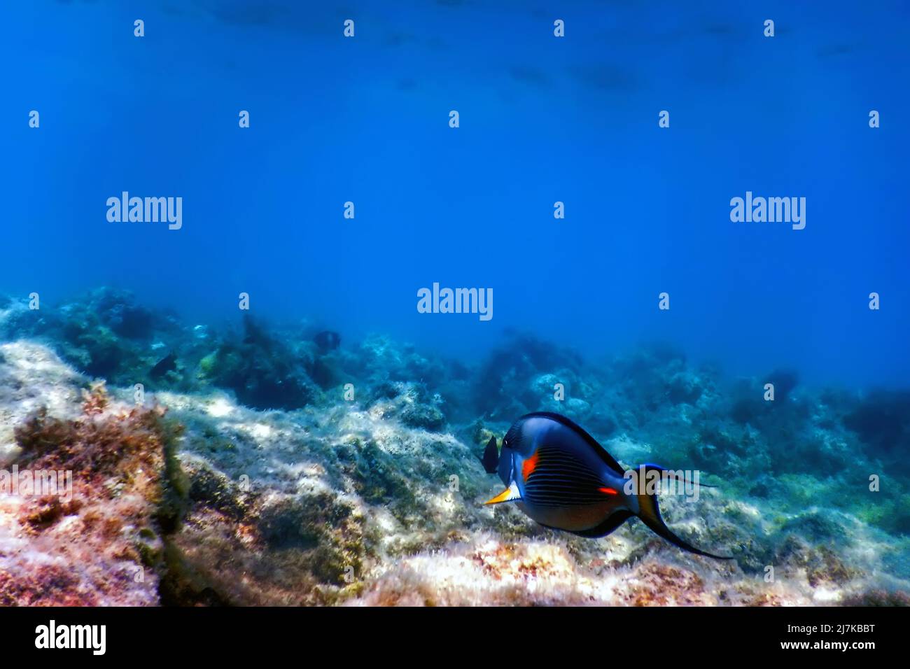 The Sohal Surgeonfish, sohal tang (Acanthurus sohal) Marine life Stock ...