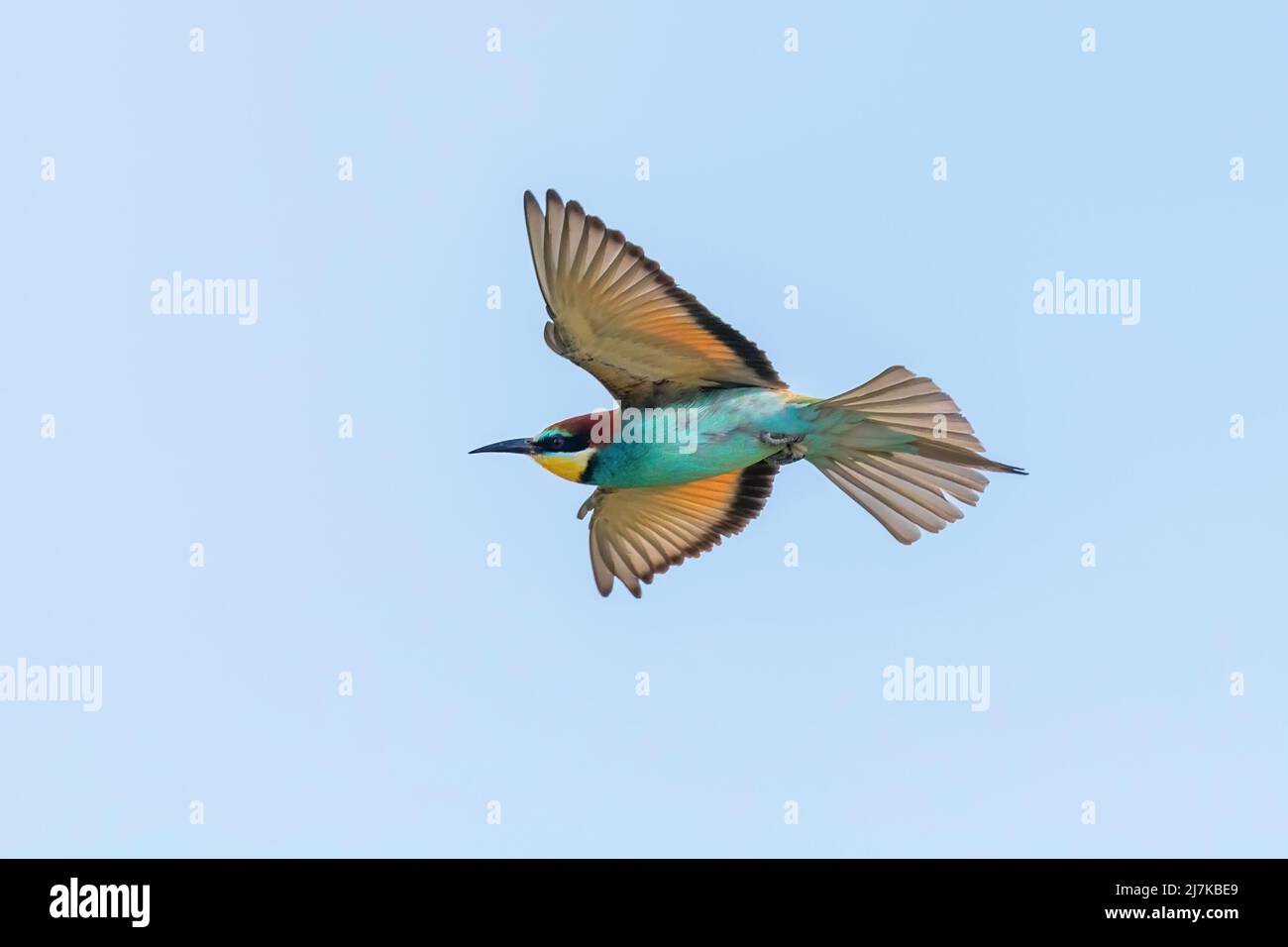 European Bee Eater In Flight (Merops Apiaster Stock Photo - Alamy