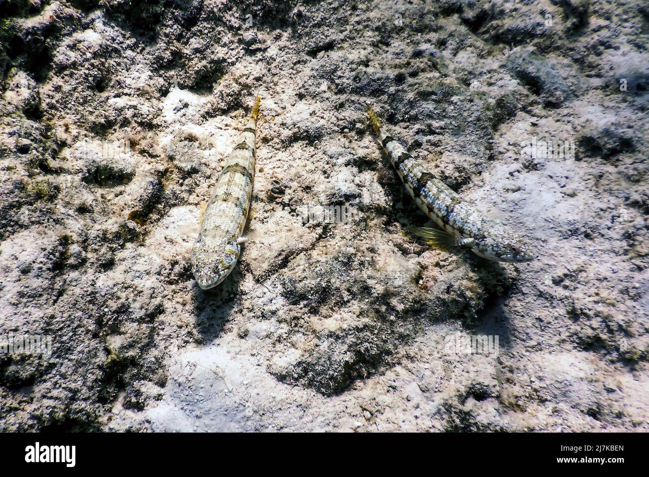 Variegated lizardfish (Synodus variegatus) Underwater, Marine life ...