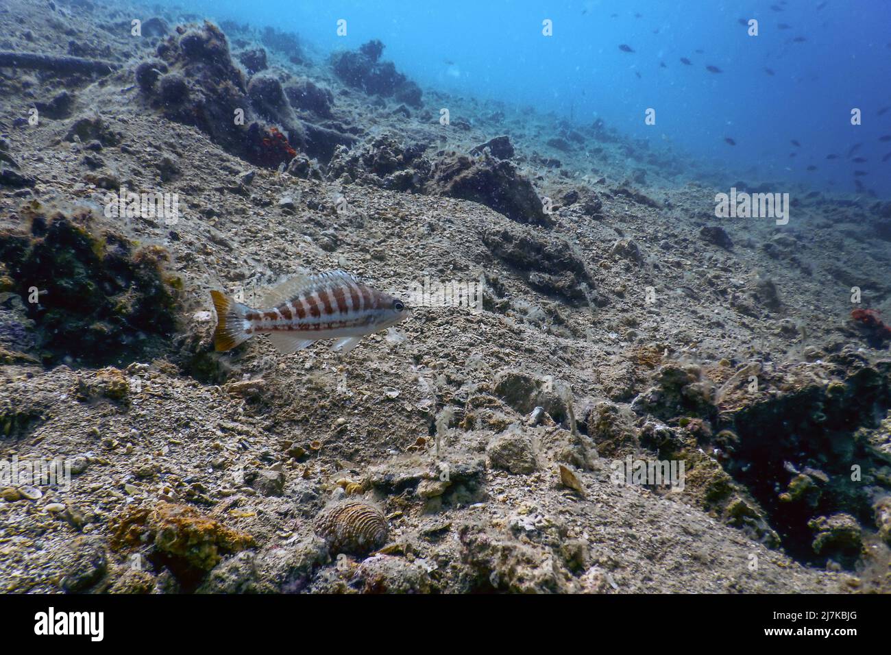 Comber Fish (Serranus cabrilla) Underwater Scene, Wildlife Stock Photo ...