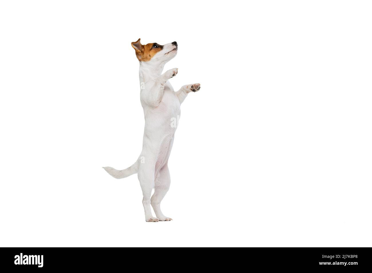 Portrait of puppy of Jack Russell Terrier posing, standing on hind legs ...
