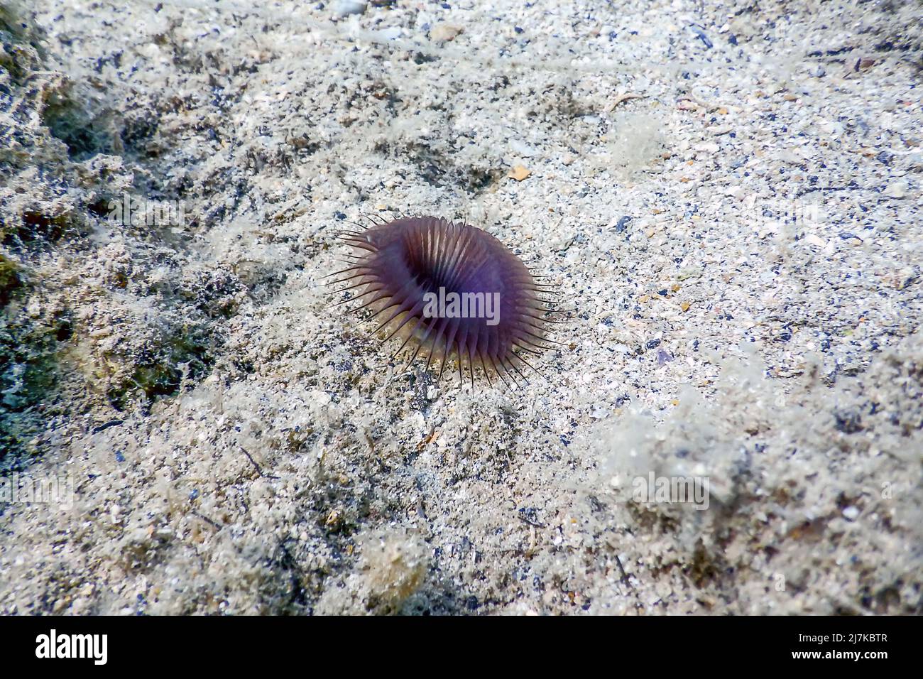 Slime tube worm (Myxicola infundibulum) sea bottom, Wildlife Stock ...