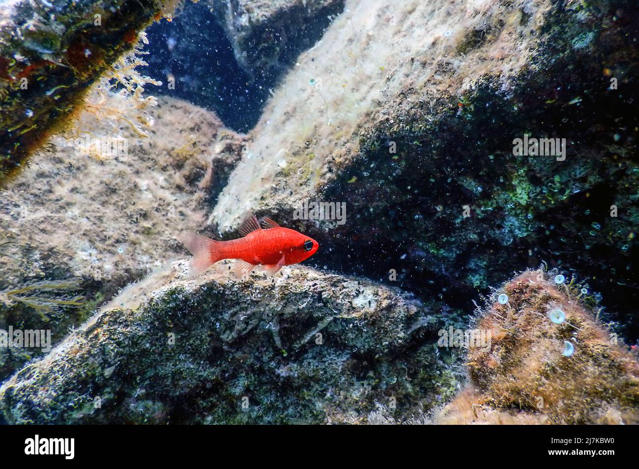 Cardinal fish apogon imberbis hi-res stock photography and images - Alamy