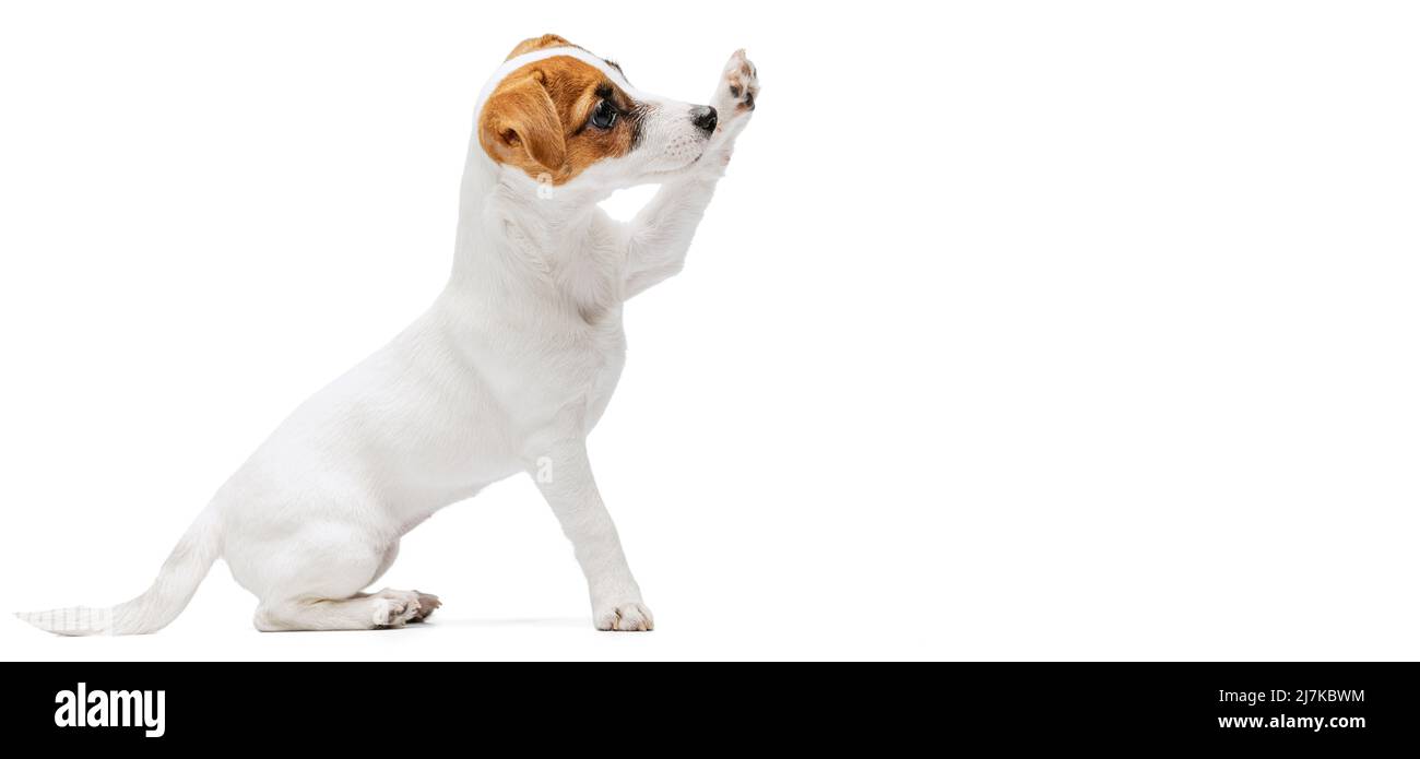 Portrait of cute puppy of Jack Russell Terrier rising paw up, following ...