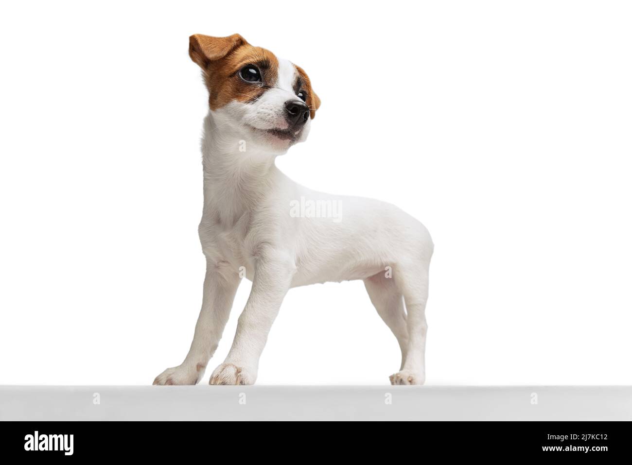 Portrait of small dog, Jack Russell Terrier posing isolated over white ...