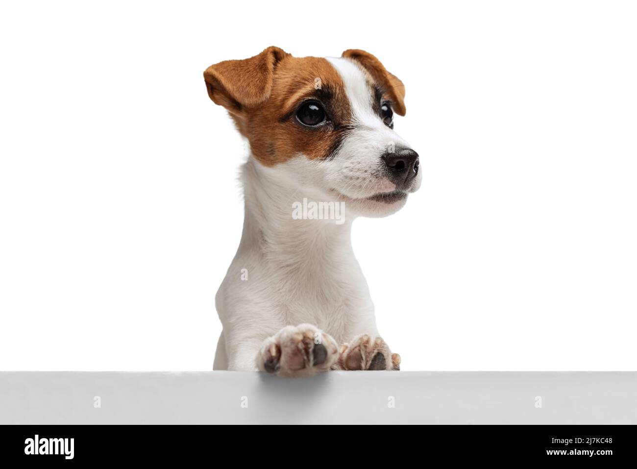 Portrait of cute Jack Russell Terrier leaning on table with front legs ...