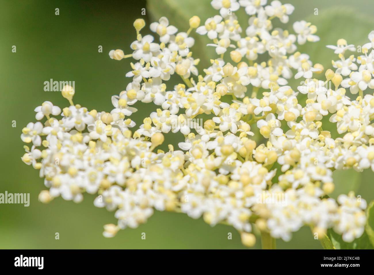 Elder flowers, Elderberry Blossom, Elder Flowering Stock Photo - Alamy