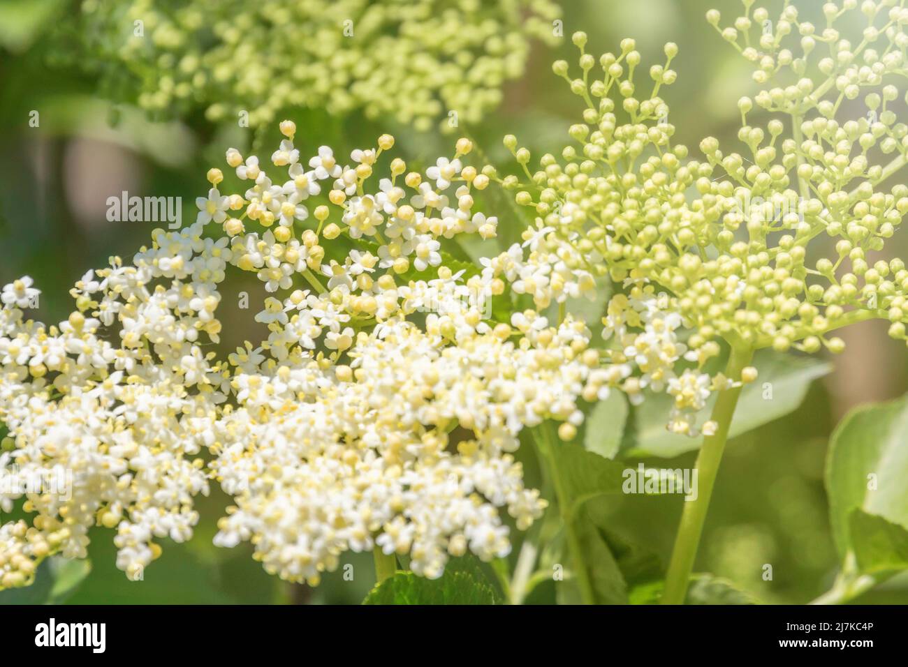 Elder flowers, Elderberry Blossom, Elder Flowering Stock Photo - Alamy