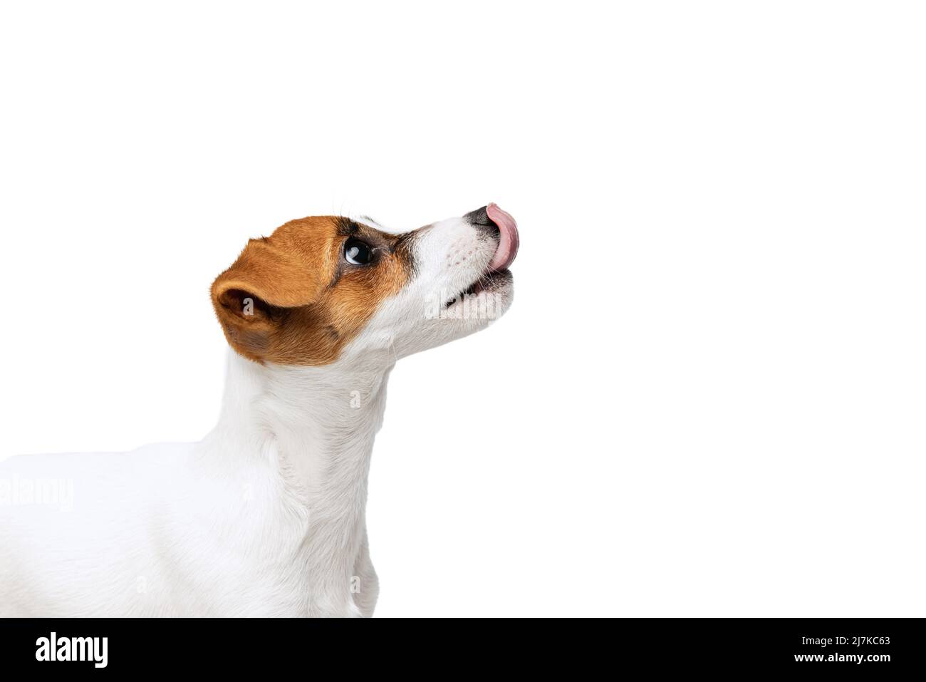 Side view portrait of Jack Russell Terrier dog with sticking out tongue ...
