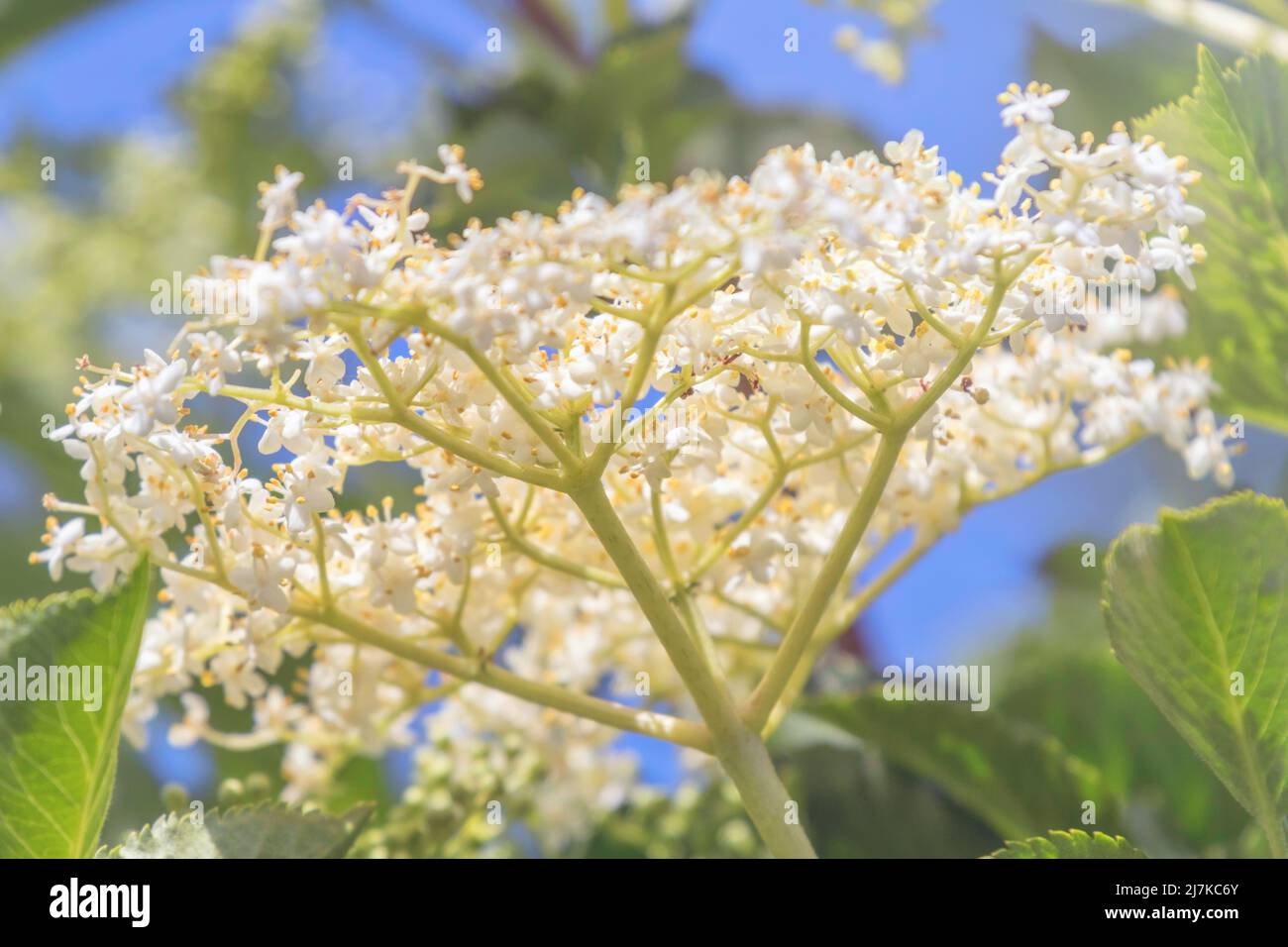 Flowering elder bush hi-res stock photography and images - Alamy
