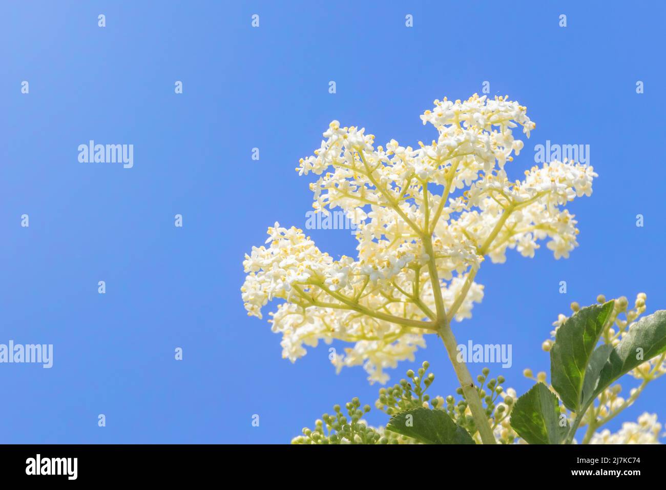 Elder flowers, Elderberry Blossom, Elder Flowering Stock Photo - Alamy