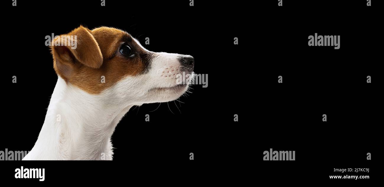 Side view portrait of cute dog, Jack Russel Terrier puppy attentively ...