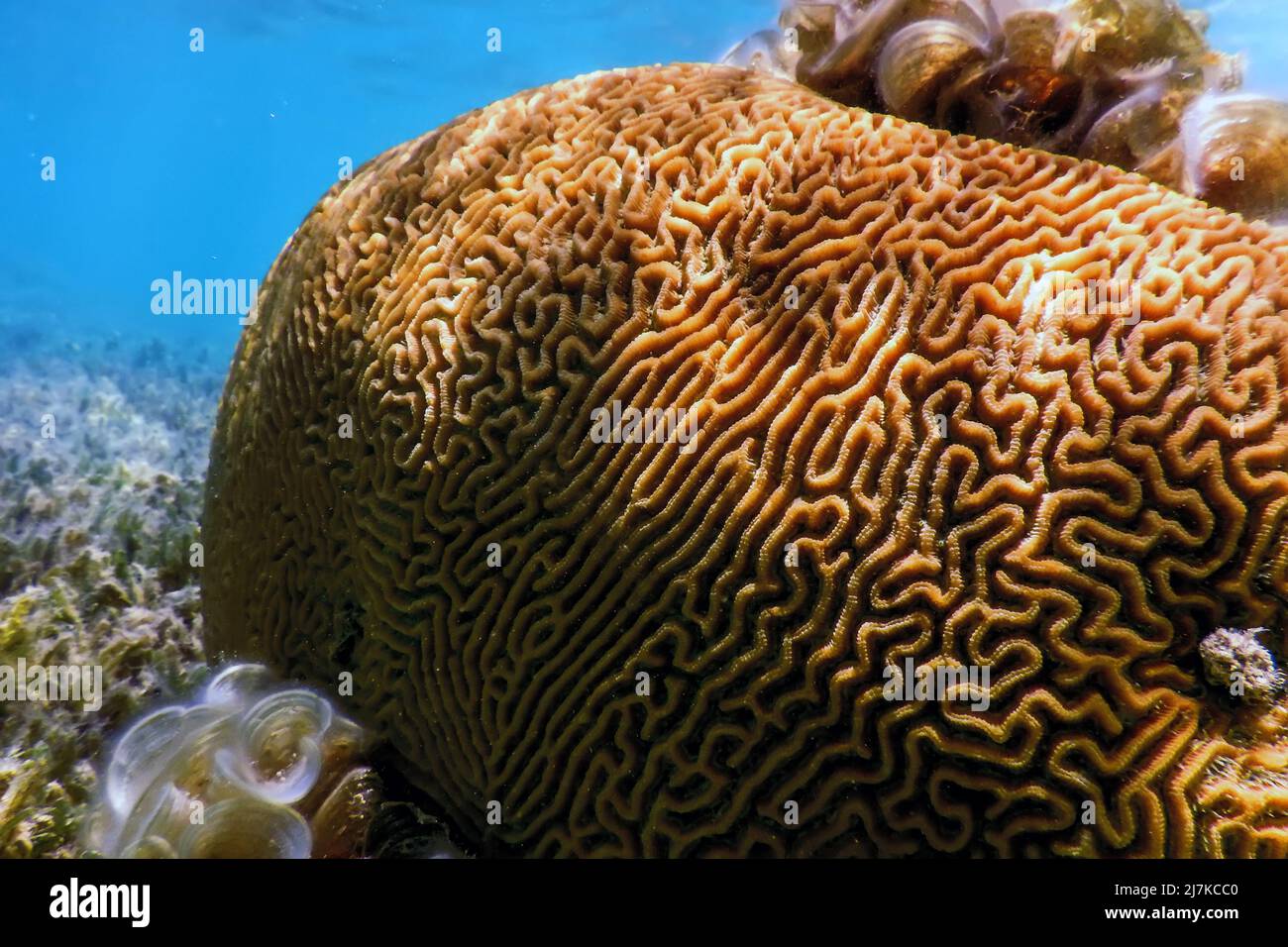Brain coral in the bottom of the sea, Marine life Stock Photo - Alamy