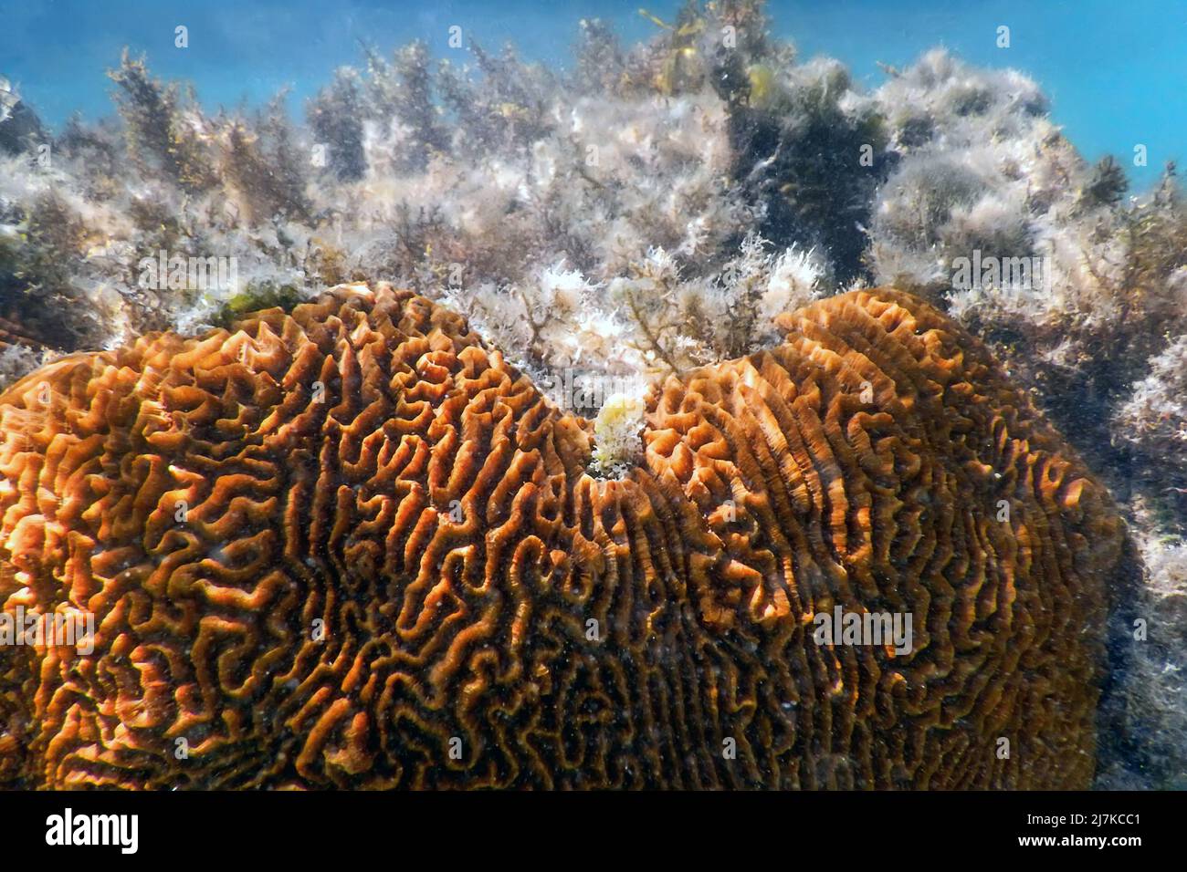 Brain coral in the bottom of the sea, Marine life Stock Photo - Alamy