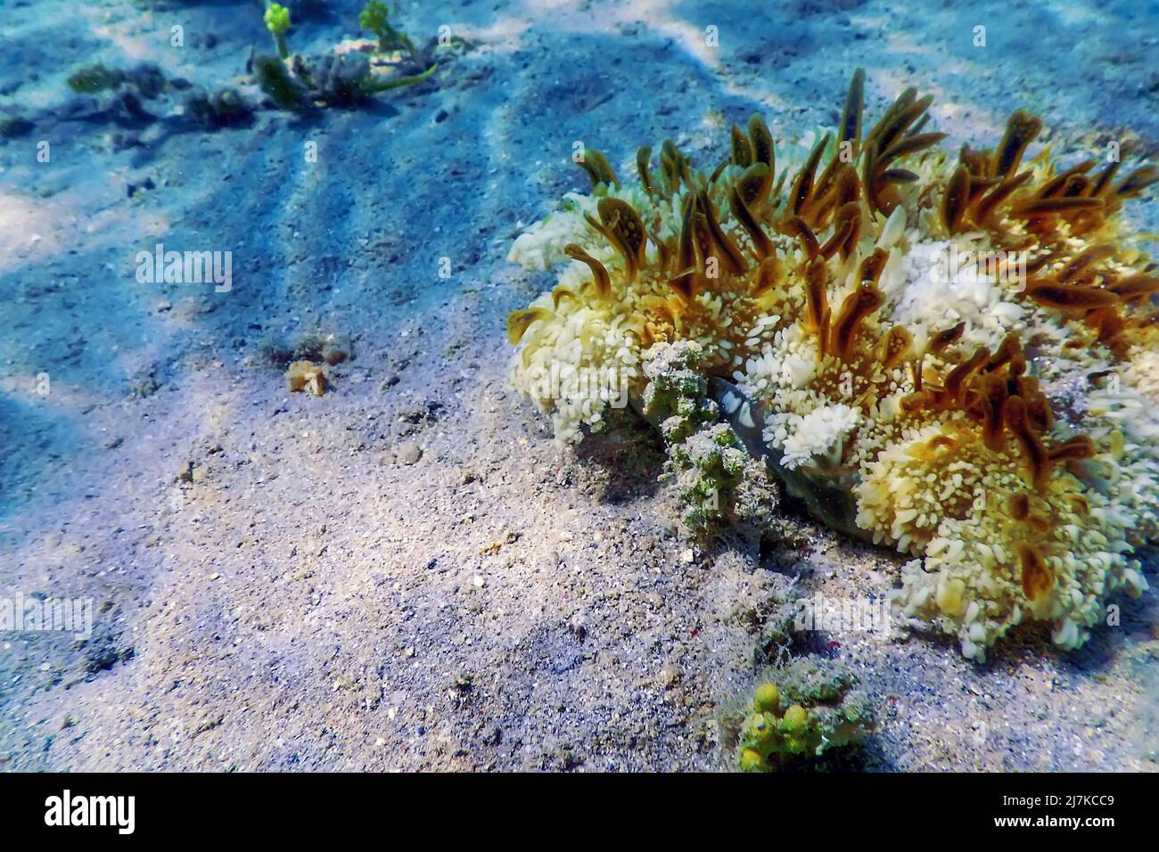 Underwater landscape reef with algae, Blue underwater background Stock ...