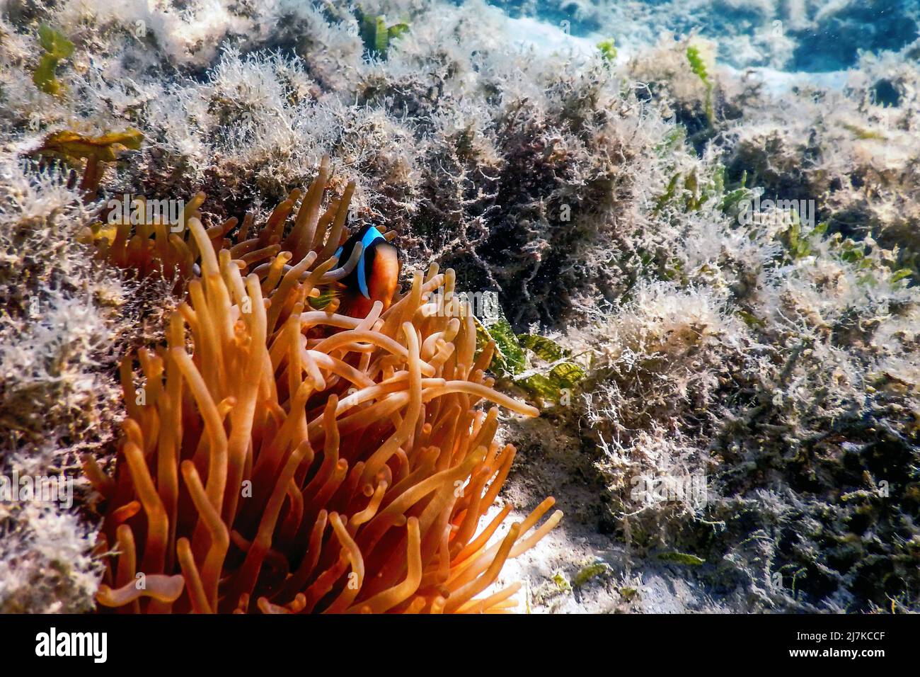 Red Sea clownfish (Amphiprion bicinctus) Red Sea, Marine life Stock ...