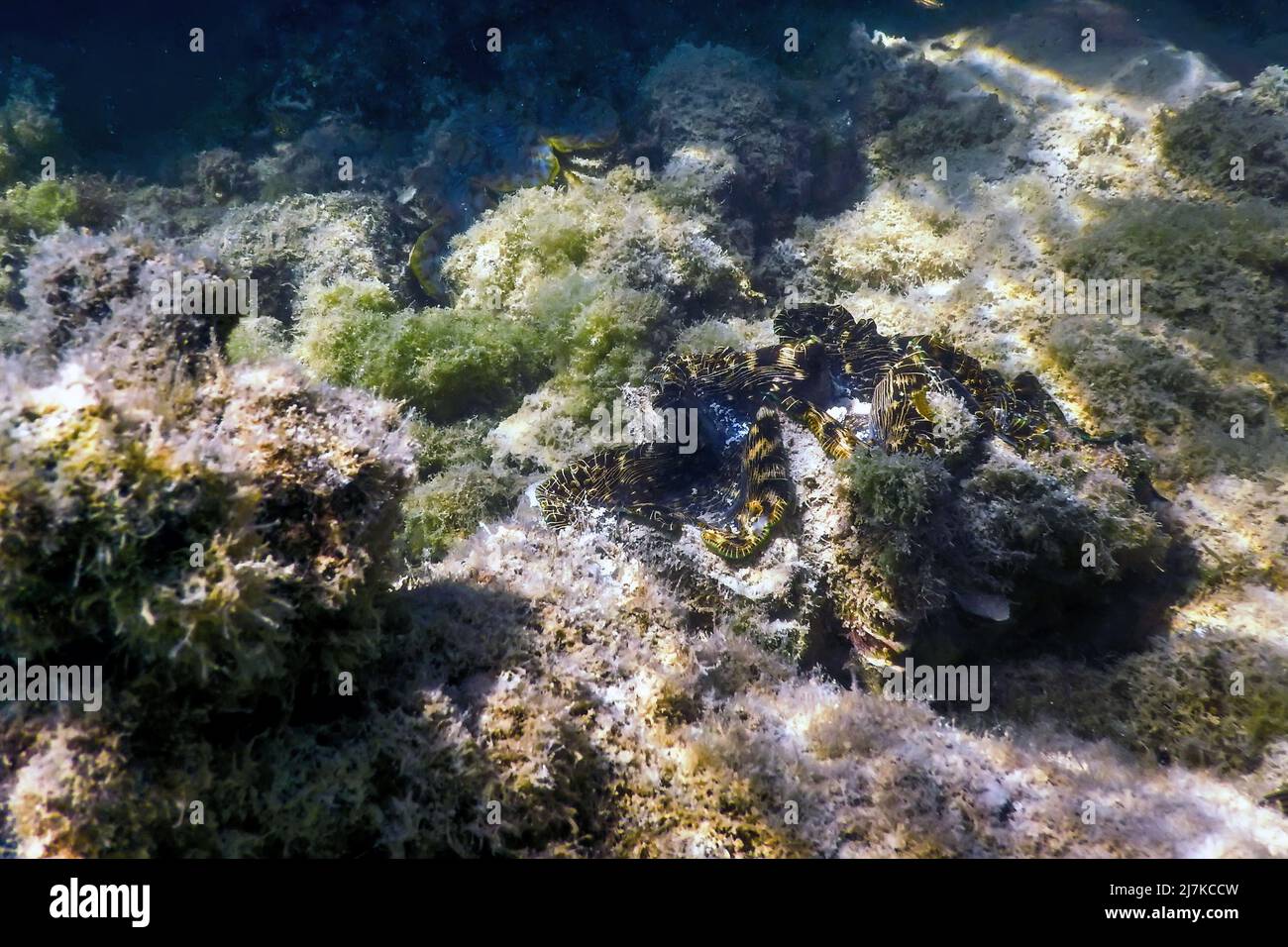 Maxima clam (Tridacna maxima) Underwater, Marine life Stock Photo - Alamy