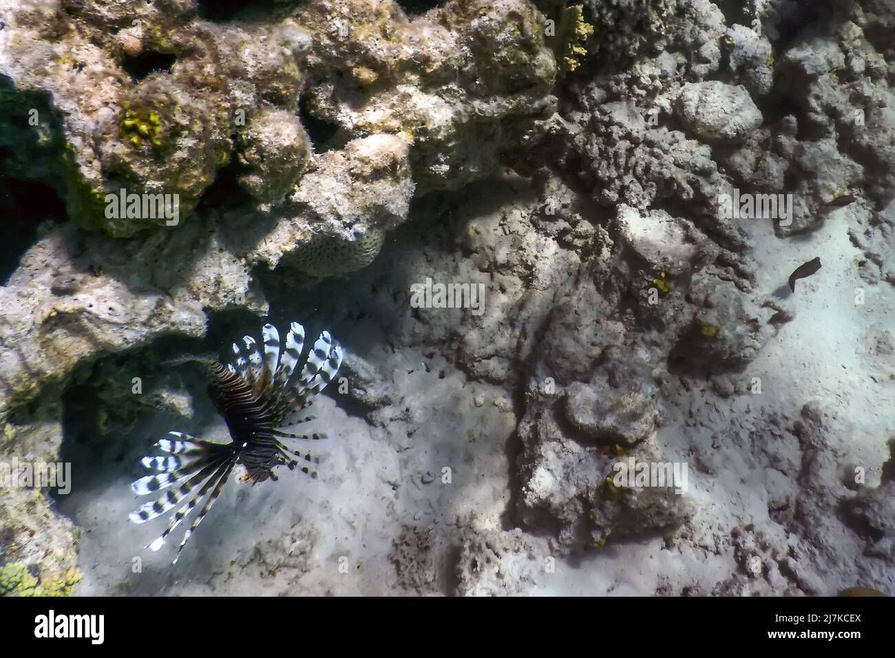 Lionfish venomous coral reef fish, invasive species (Pterois volitans ...