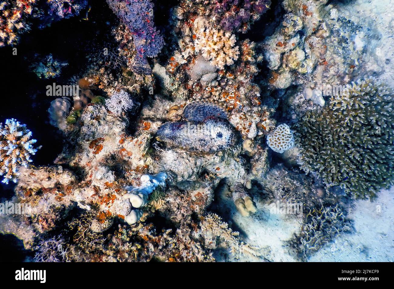 Stonefish (Synanceia verrucosa) Reef stonefish, Tropical waters, Marine ...