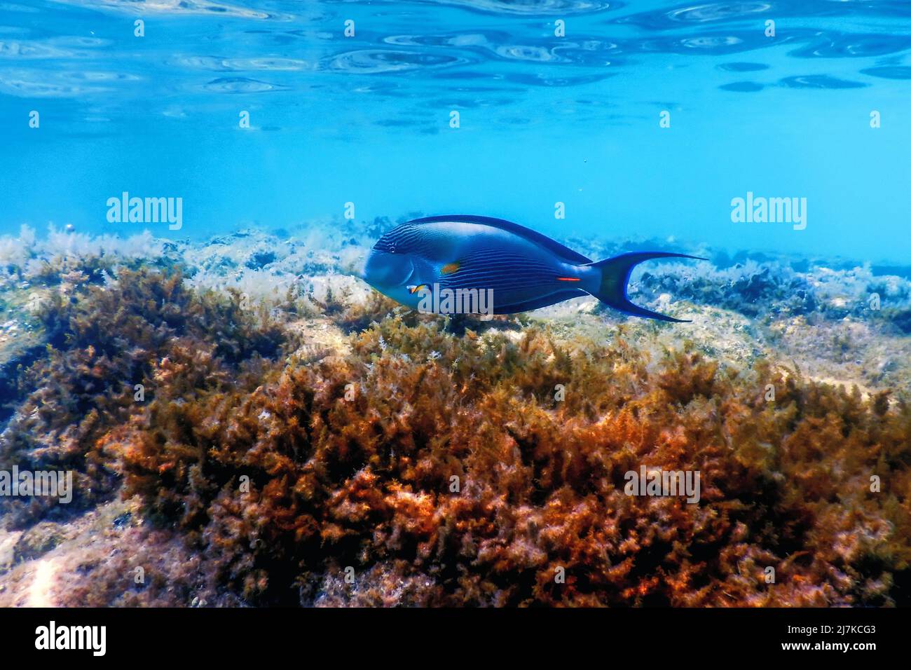 The Sohal Surgeonfish, sohal tang (Acanthurus sohal) Marine life Stock ...