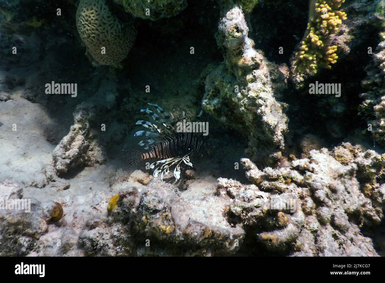 Lionfish venomous coral reef fish, invasive species (Pterois volitans ...