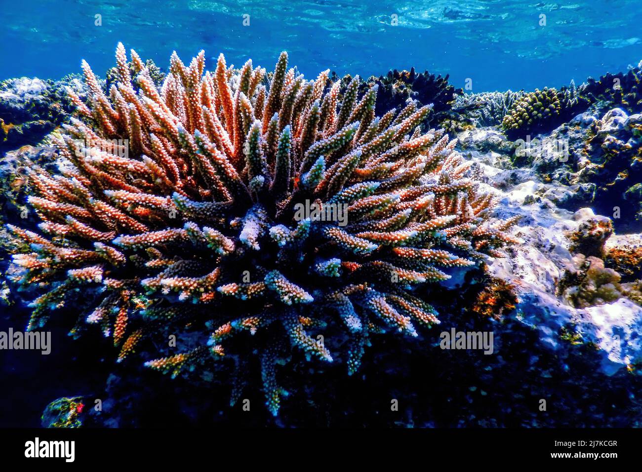 Coral texture underwater, Coral reef texture, Tropical waters, Marine ...