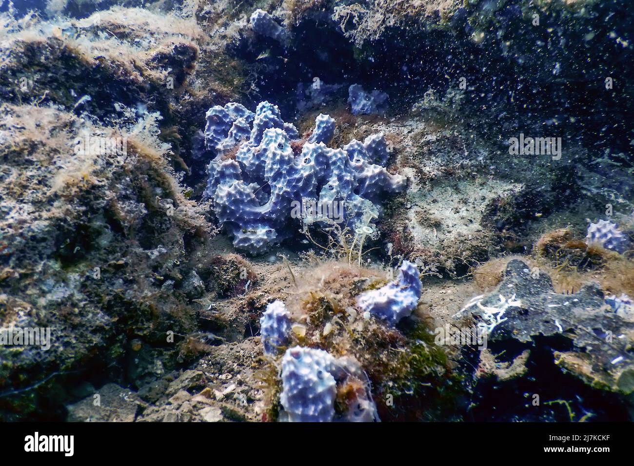 Sponge (Dysidea avara) Mediterranean Sponge, Pink fireplace sponge ...