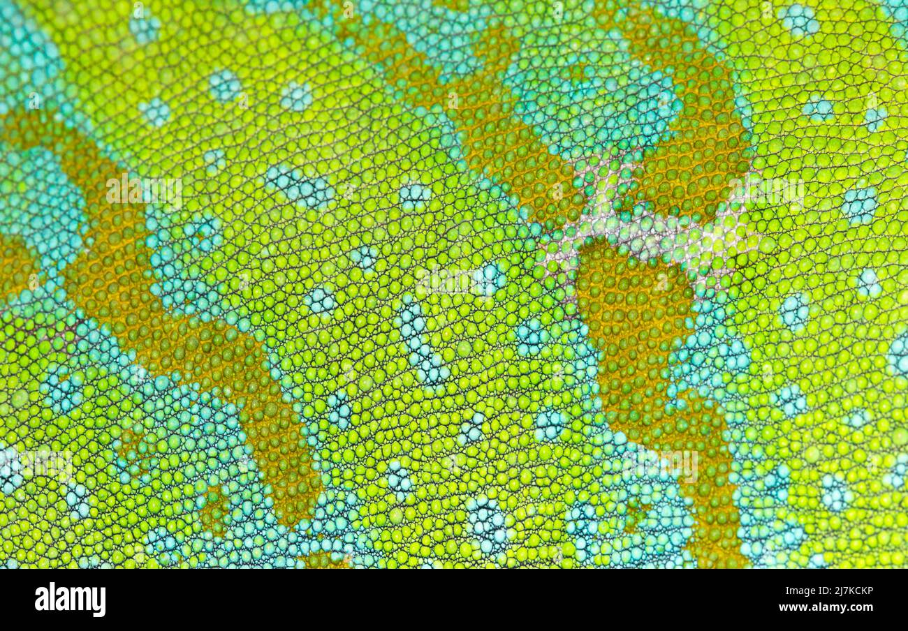 Chameleon skin close-up. Detailed Grid pattern. Grid Shape of a ...
