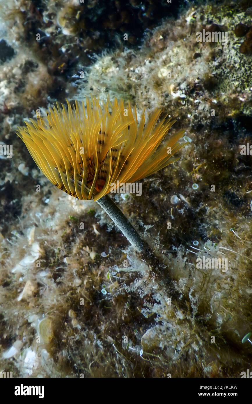 Tubeworm underwater (Sabella spallanzanii) Underwater Sea Life Stock ...