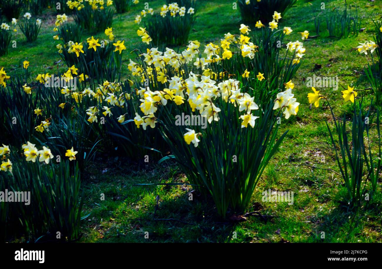 Glasgow Scotland Daffodils in Glasgow Botanic Gardens Stock Photo - Alamy