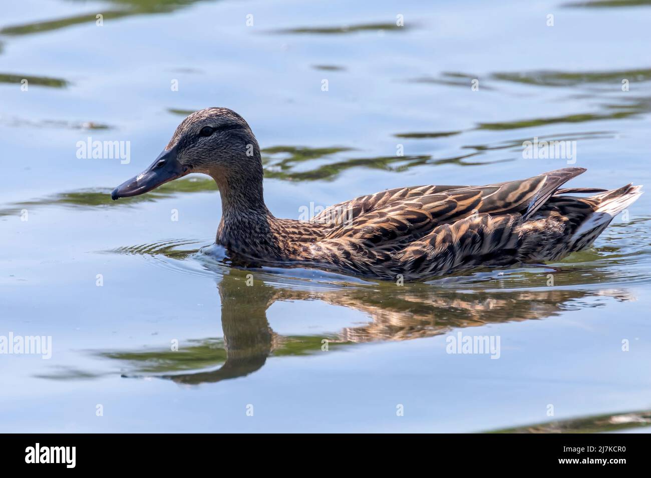 Photo female shoveler duck hi-res stock photography and images - Alamy