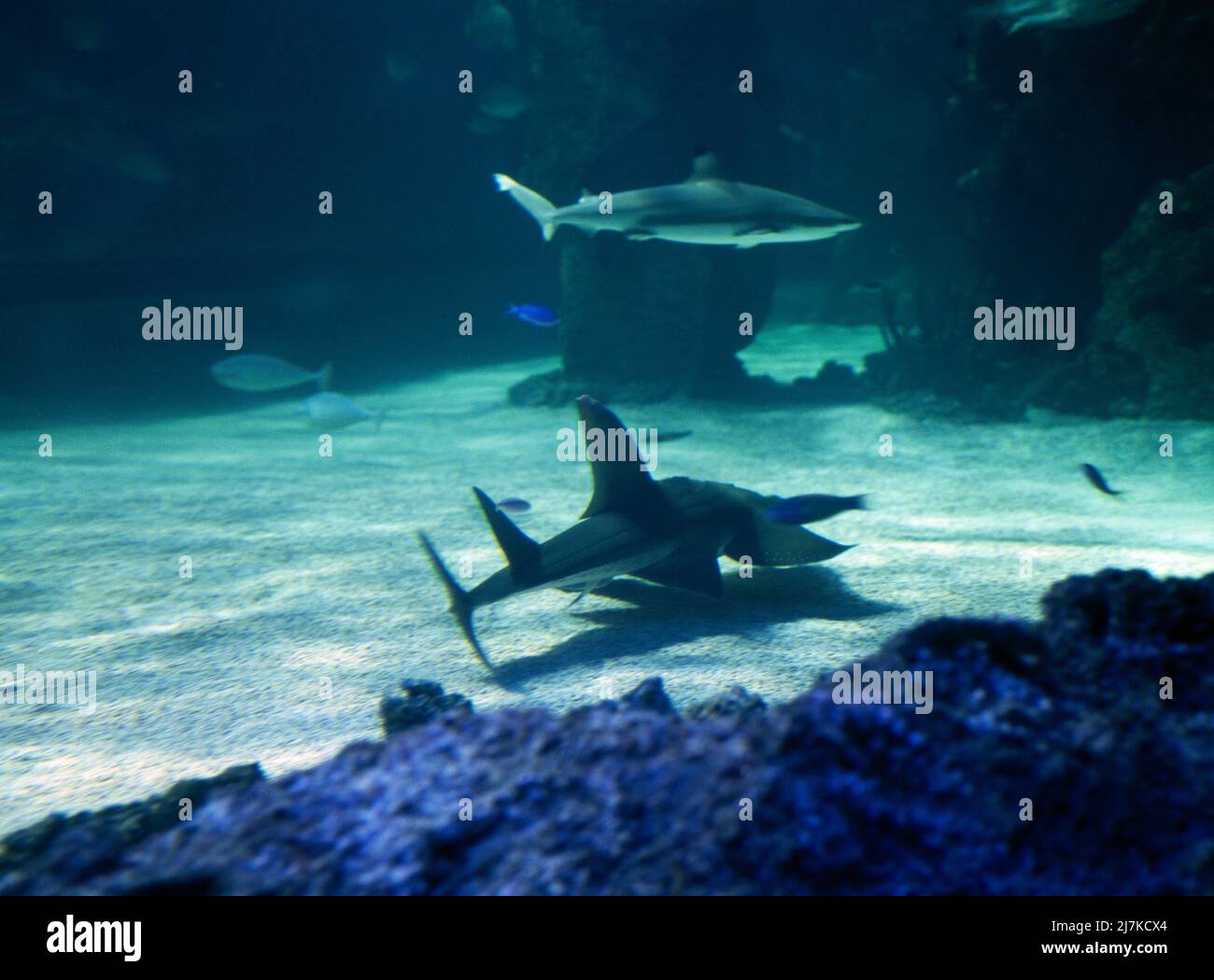 Sydney aquarium sealife hi-res stock photography and images - Alamy