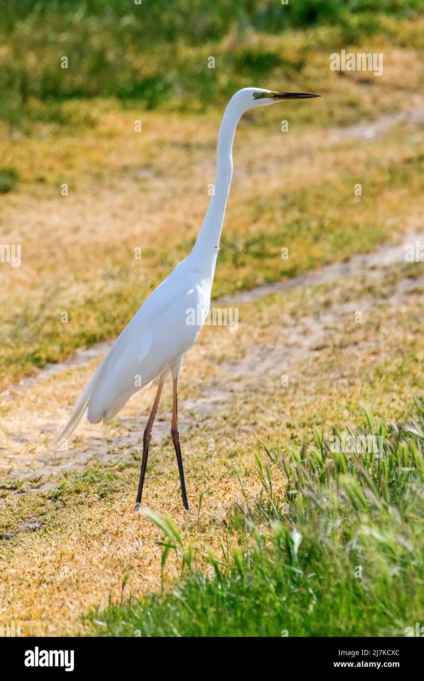 Great Egret (Ardea alba) Great White Egret, Common Egret Stock Photo ...