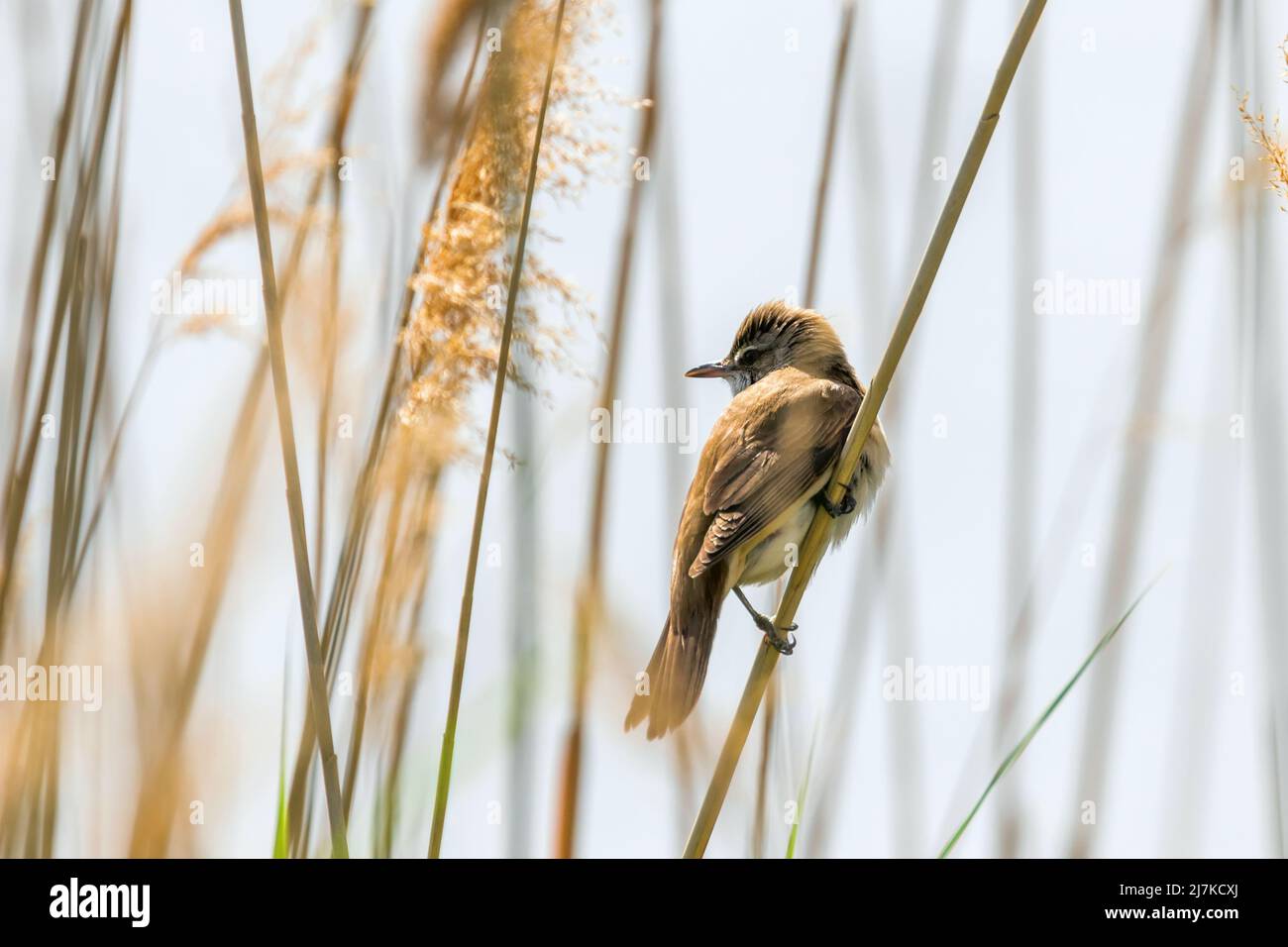 Great Reed Warbler on a reed (Acrocephalus arundinaceus Stock Photo - Alamy