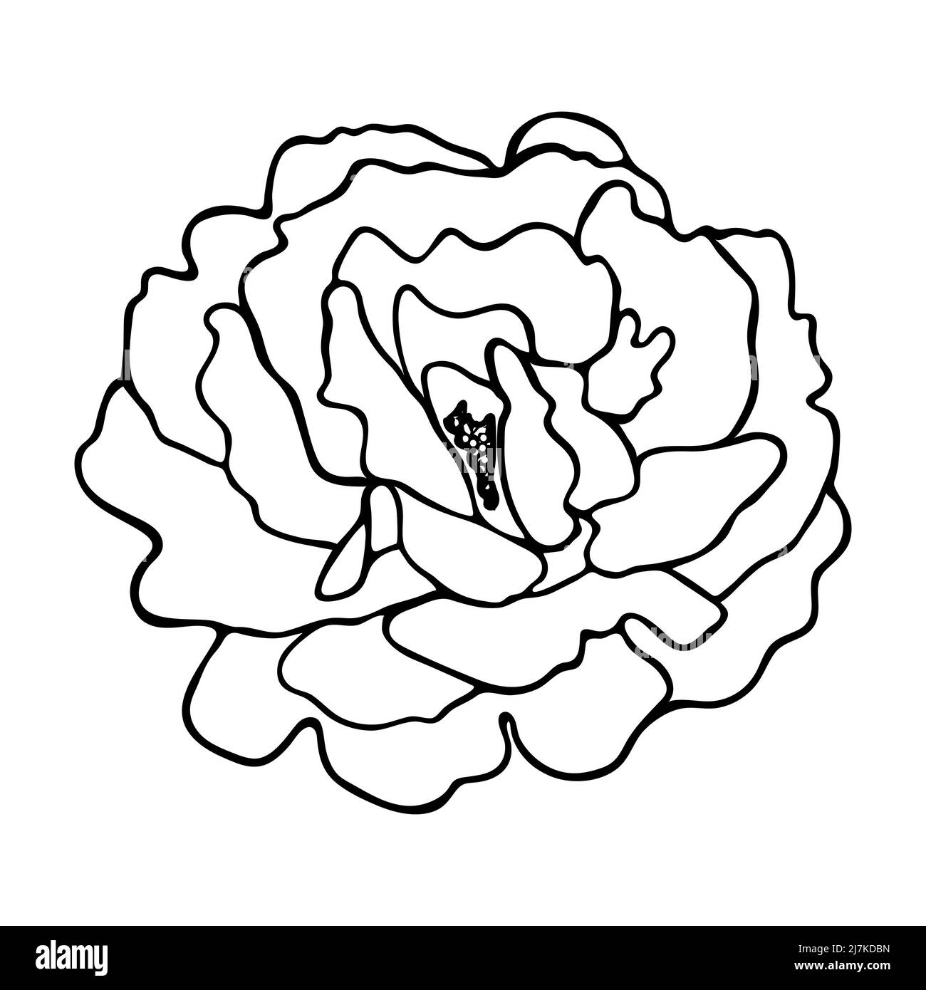 Rosa sketch. Doodle flower silhouette. Simple hand drawing of a flower ...